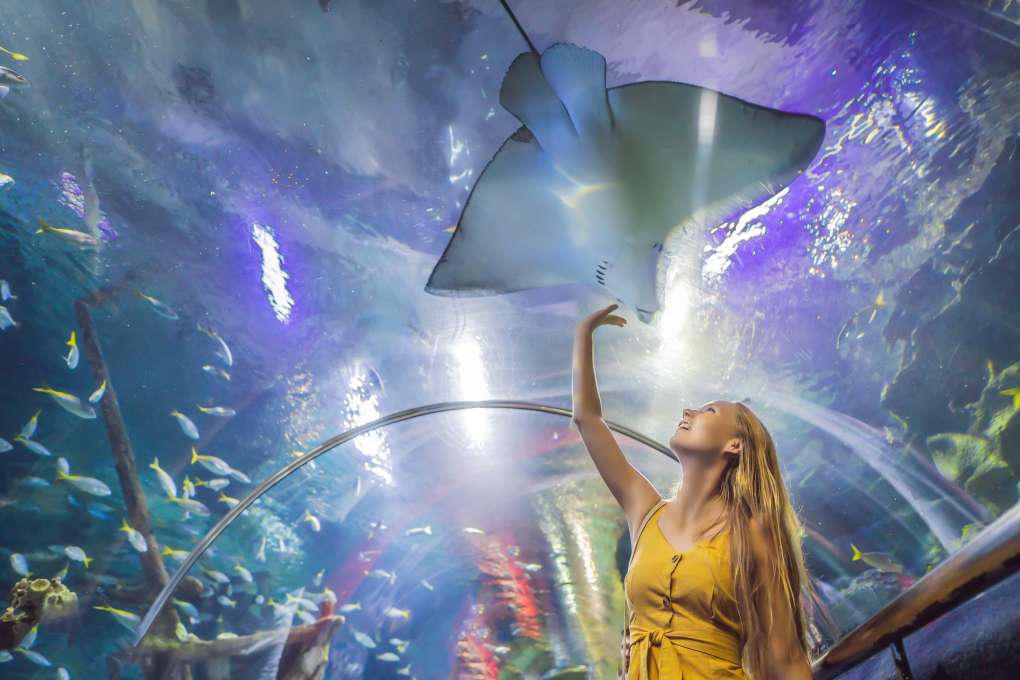 10 Reasons to Visit SEA LIFE Melbourne Aquarium - Melbourne Private ...